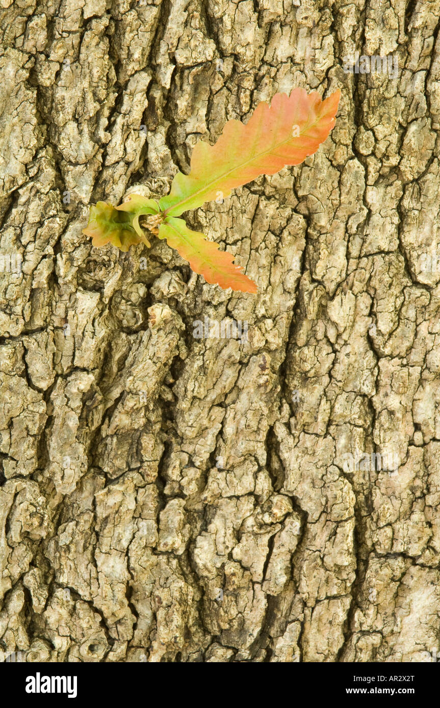 European oak Quercus robur close up of bark with new shoot grows Kings ...
