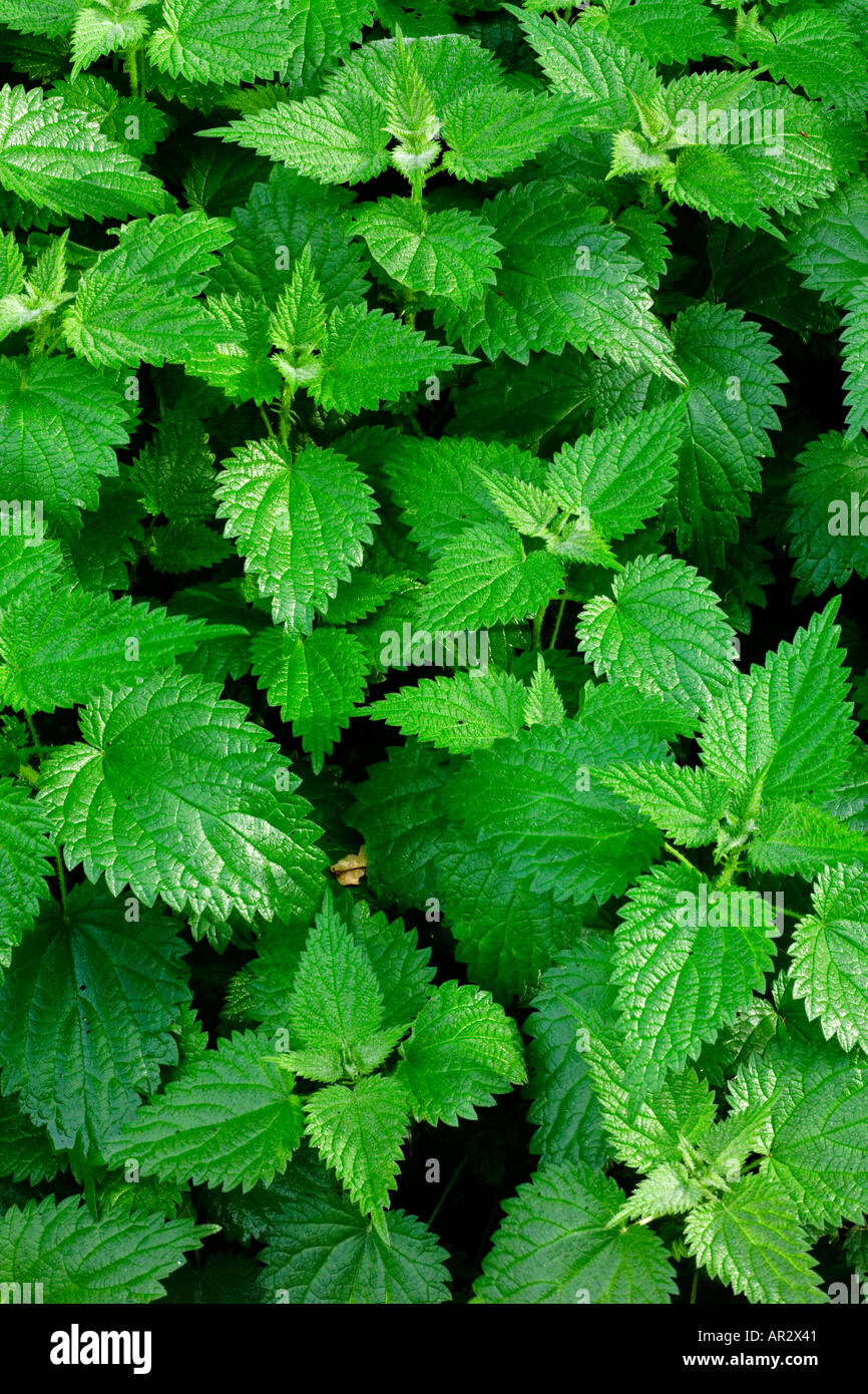 Sting nettle rash irritant leaf urticaria hi-res stock photography and ...