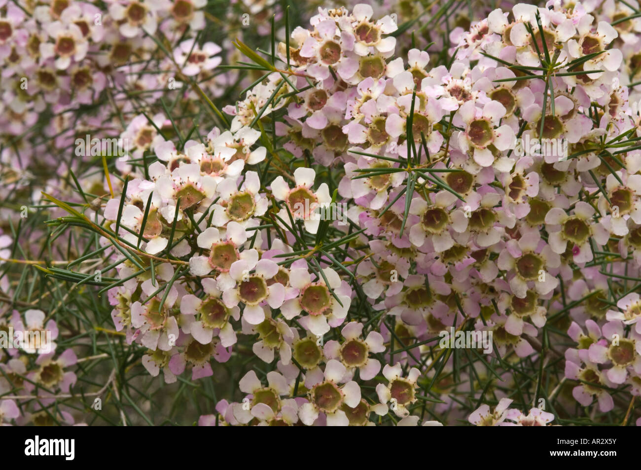 Geraldton Wax (Chamelaucium uncinatum) flowers Kings Park Perth Western ...