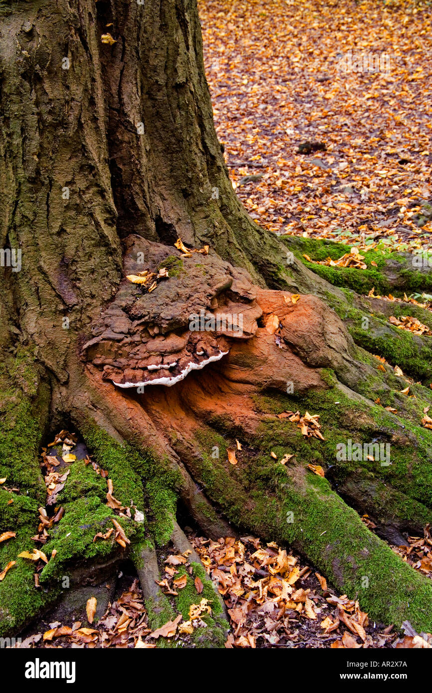 "Artists' fungus" Ganoderma applantum Growing on ancient Hornbeam tree ...