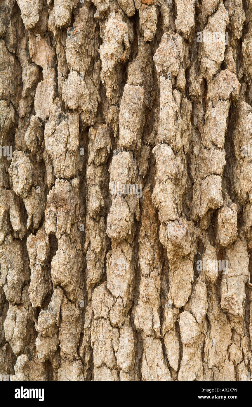 Marri (Corymbia calophylla) bark mature tree Kings Park Perth Western ...