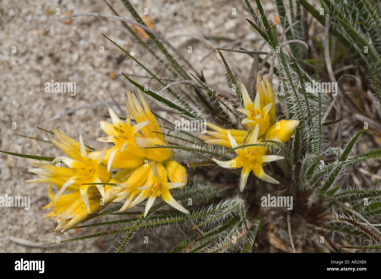 Bristly Cottonhead (Conostylis setigera) flowering Wambyn near York ...