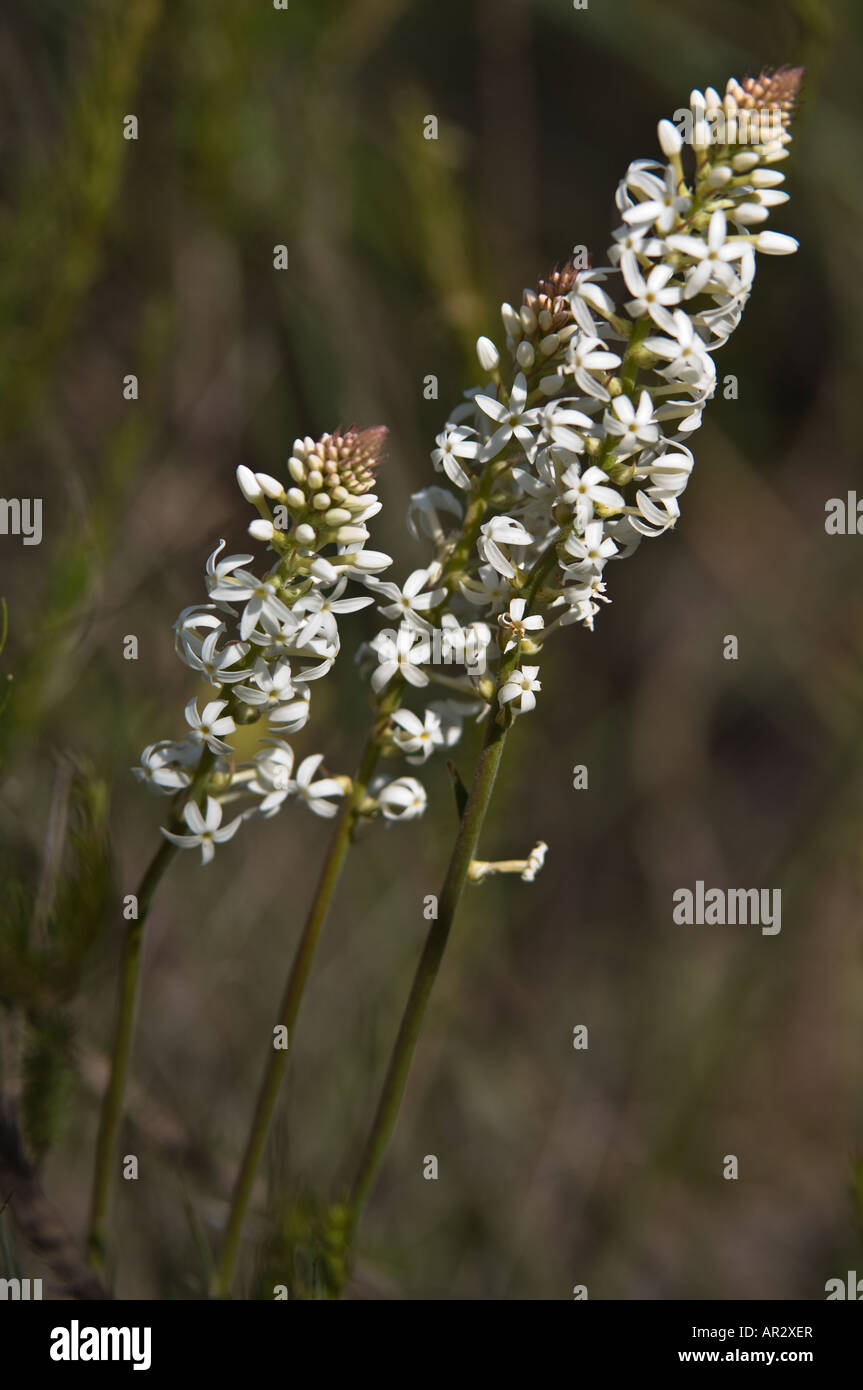 White Candles (Stackhousia monogyna) flowering Wambyn near York Western ...