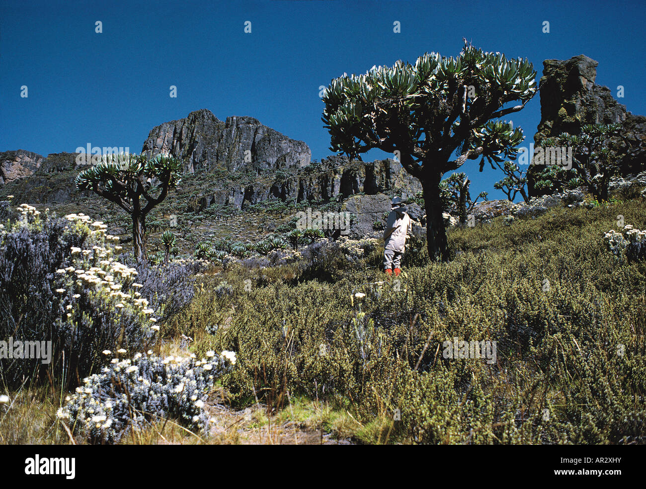 Walker with Tree Groundsel and everlasting Helicrysum flowers on Mount ...