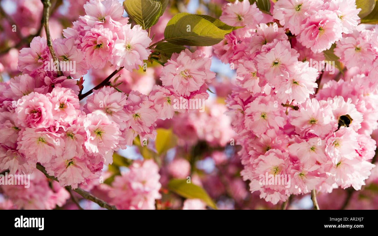 COMMON NAME: Cherry blossom LATIN NAME: Prunus Stock Photo - Alamy