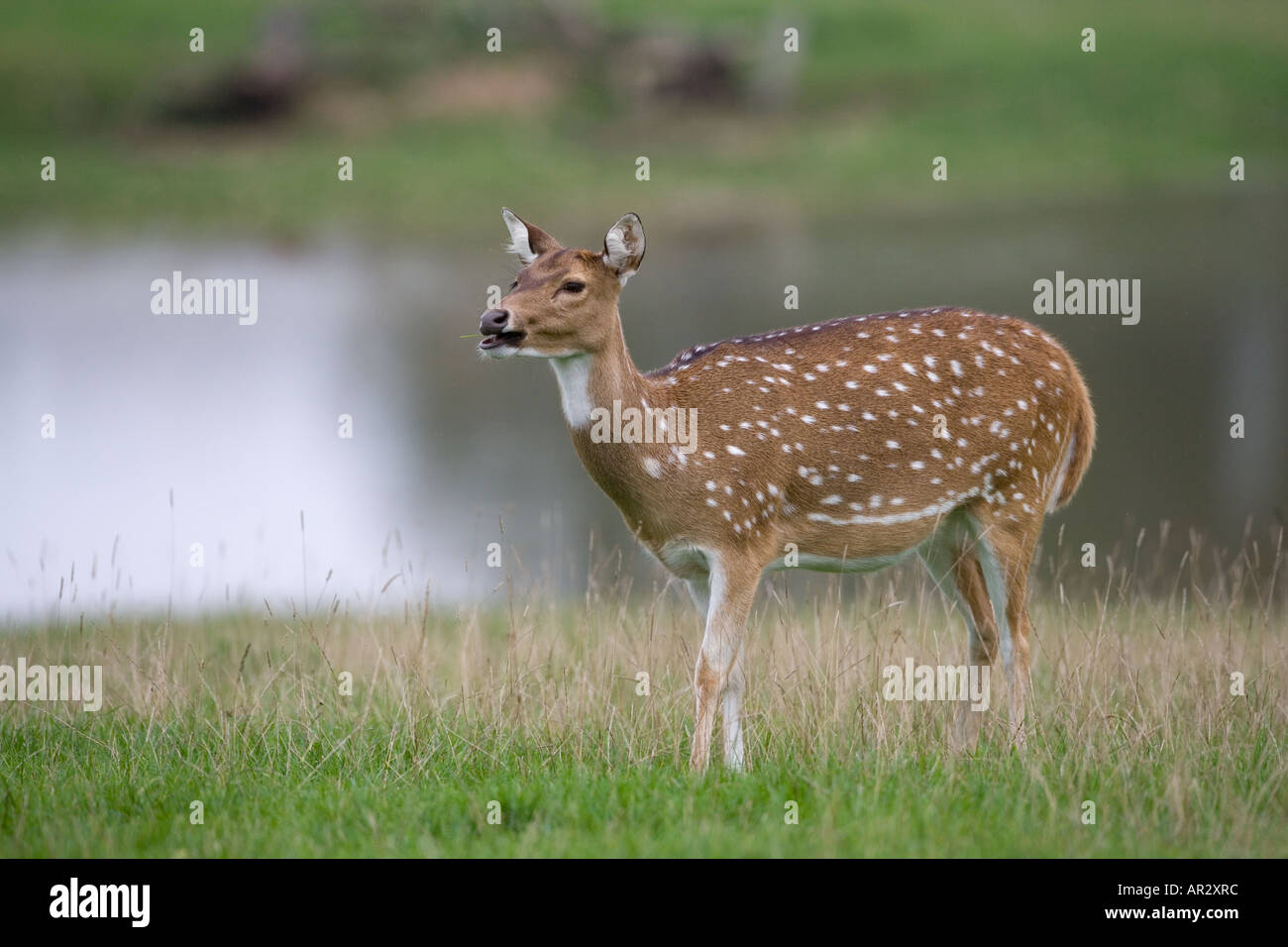The chital or cheetal, also known as the spotted deer, or Axis Deer ...
