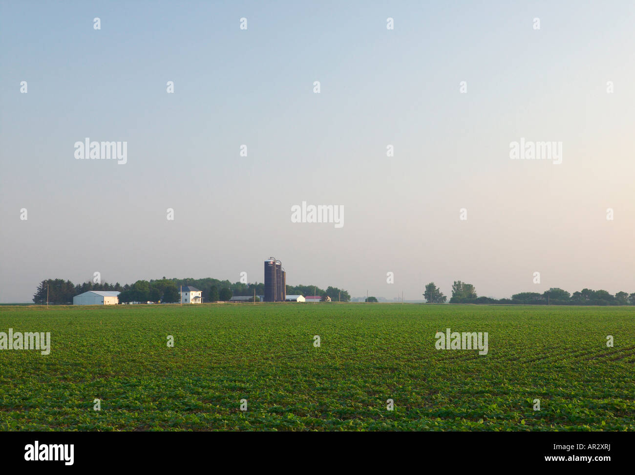 soybean field and farm, Iowa USA Stock Photo - Alamy