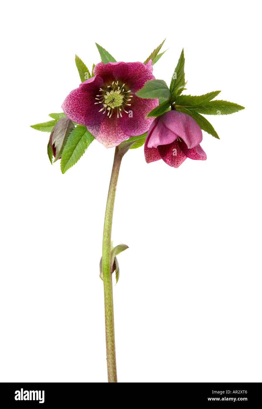 Dark name Cut Out Stock Images & Pictures - Alamy