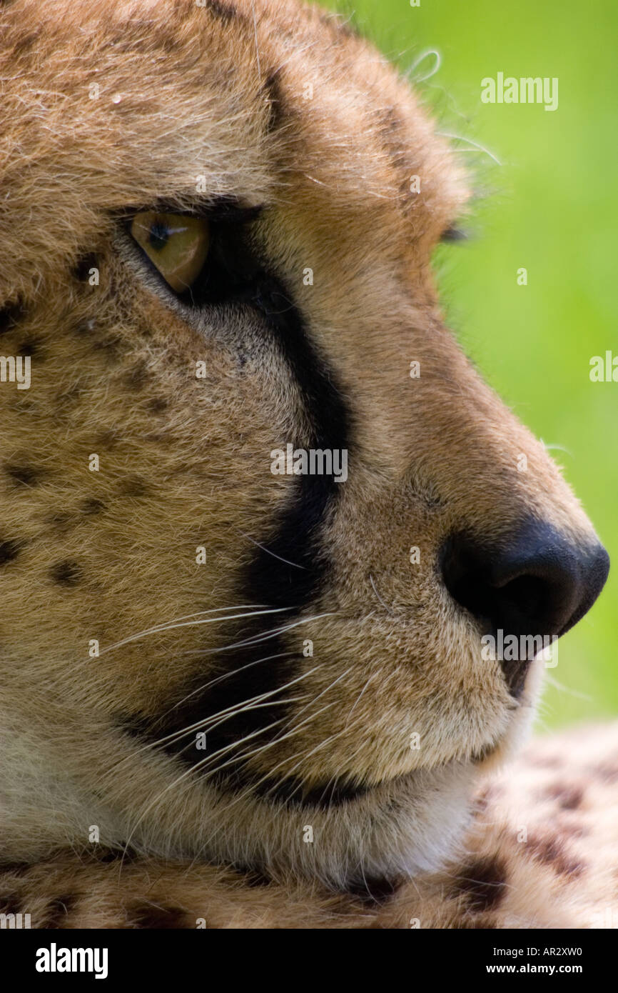 Cheetah Head shot, Acininyx jubatus Stock Photo - Alamy