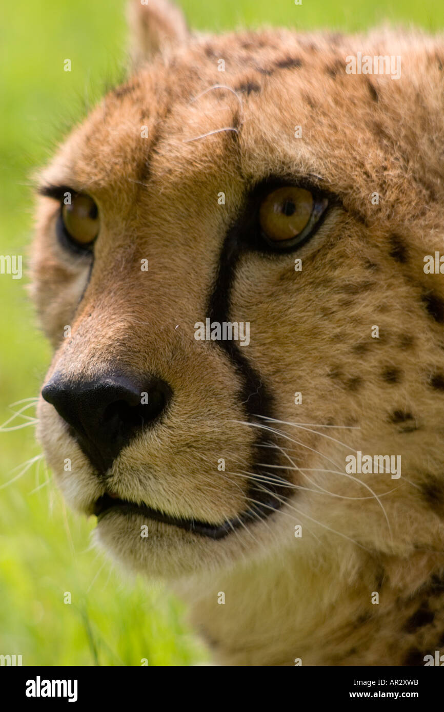 Cheetah Head shot, Acinonyx Jubatus Stock Photo - Alamy