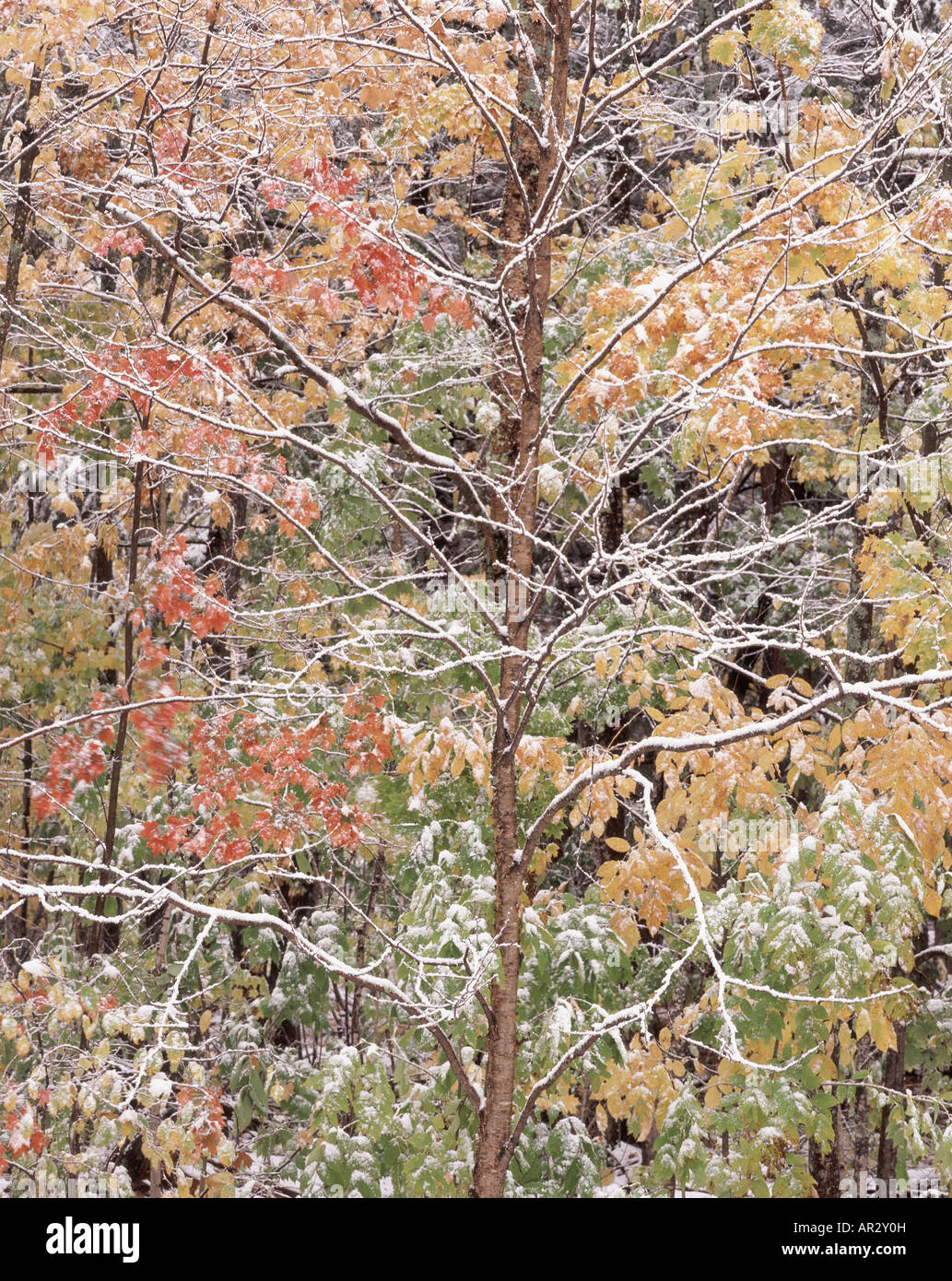 snow on autumn trees, Ottawa National Forest, Upper Peninsula, Michigan ...