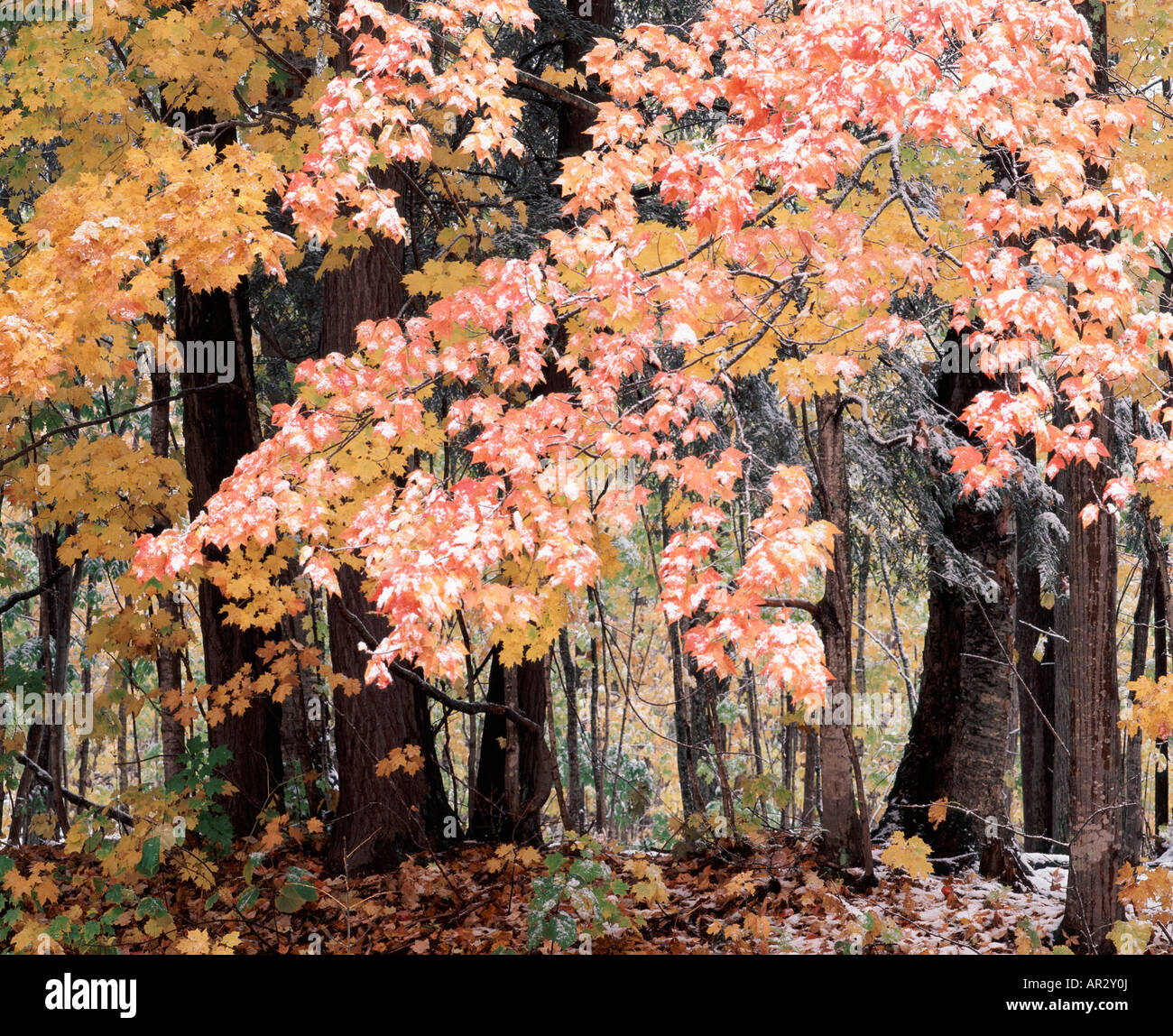 snow on autumn trees, Ottawa National Forest, Upper Peninsula, Michigan ...