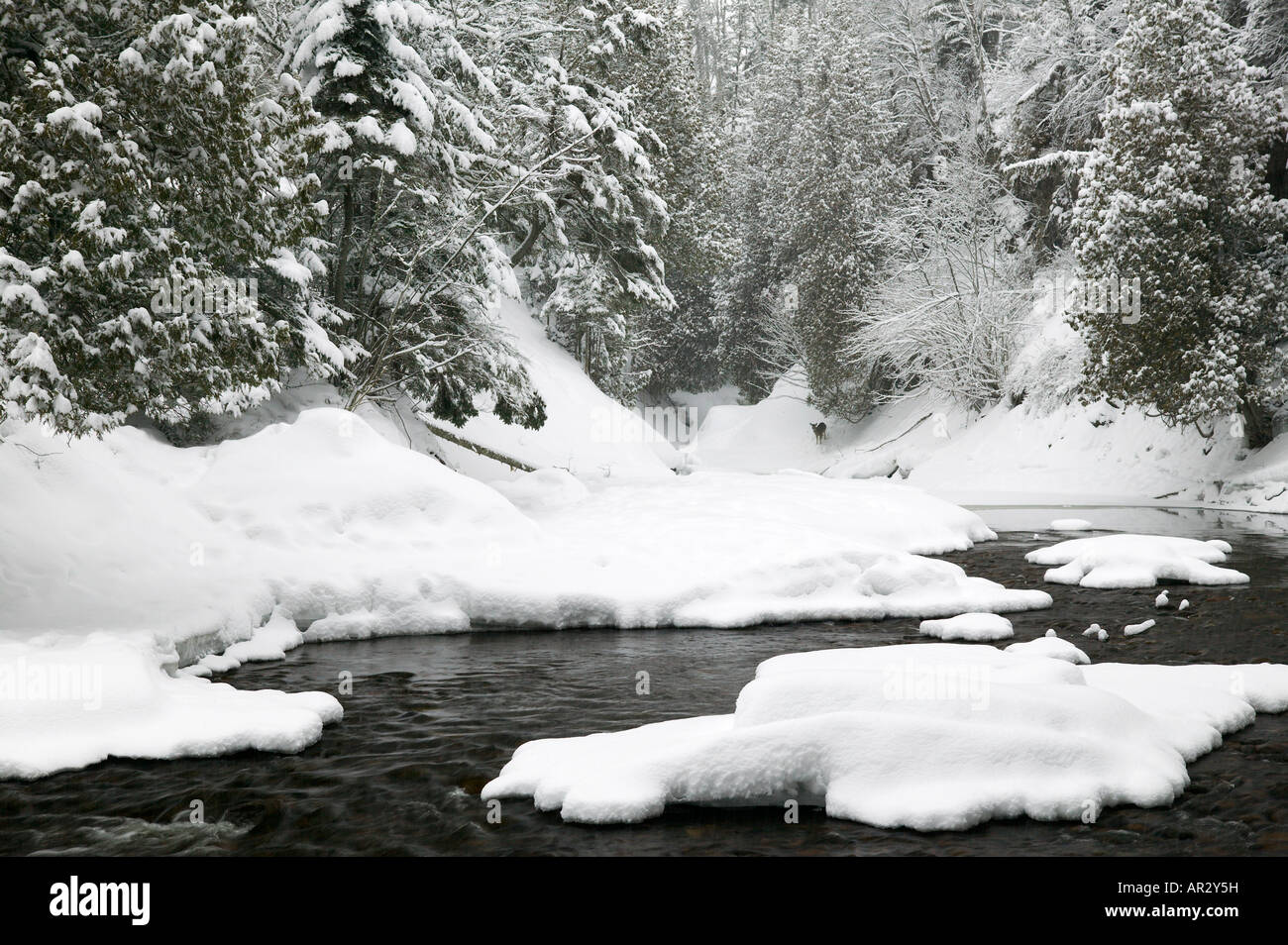 Cascade River, Cascade River State Park, Minnesota USA Stock Photo - Alamy