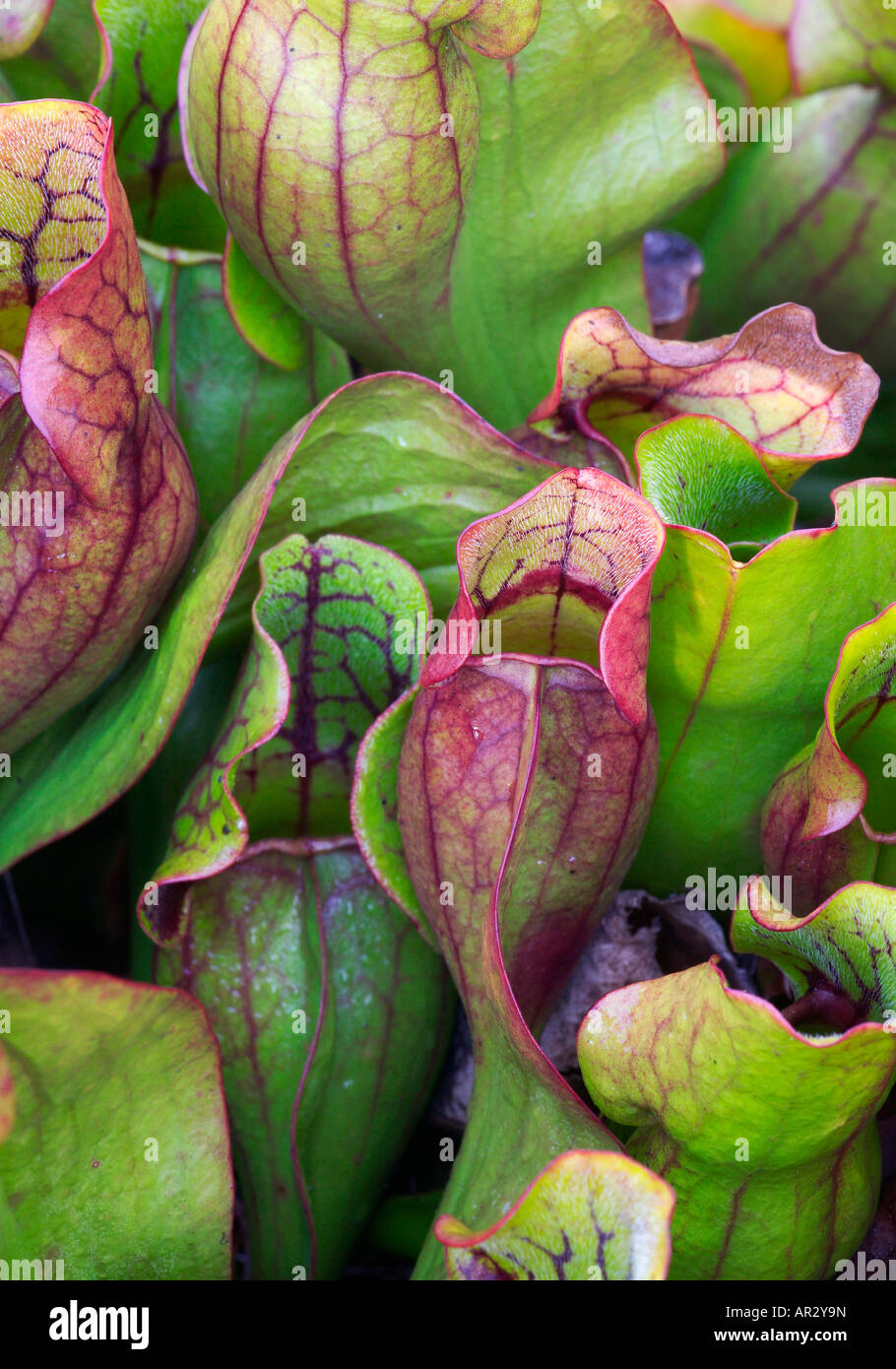 pitcher plants (Sarracenia purpurea), Boundary Waters Canoe Area ...