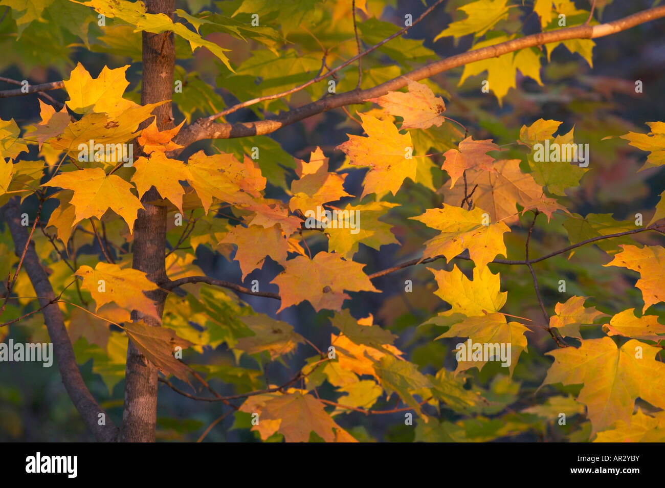 Sugar maple hi-res stock photography and images - Alamy