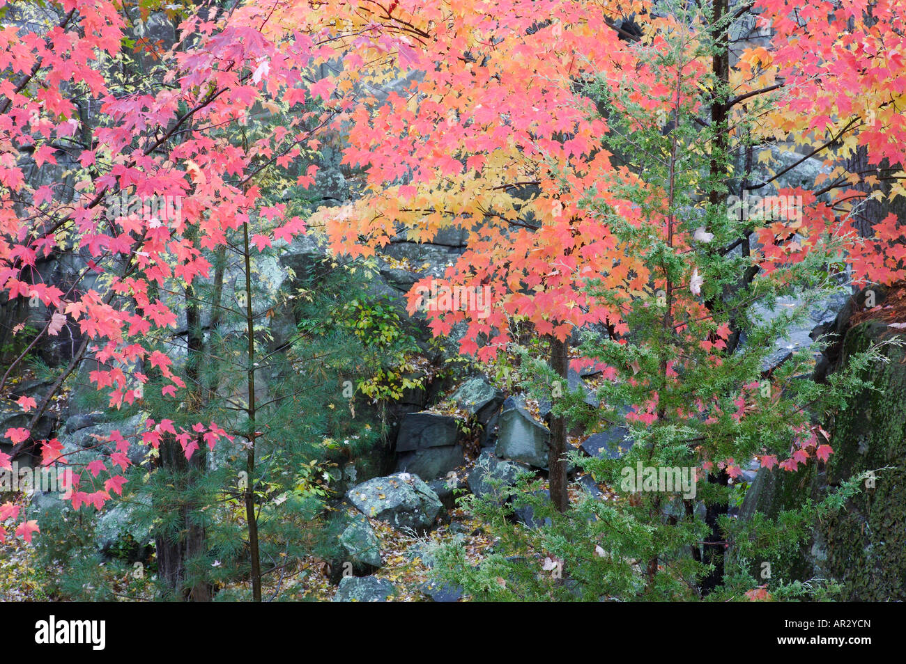 autumn trees in the Dalles of the St. Croix River, Interstate State ...