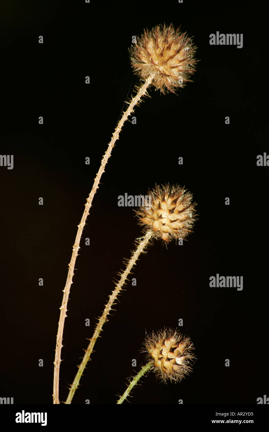 Small teasel black background hi-res stock photography and images - Alamy