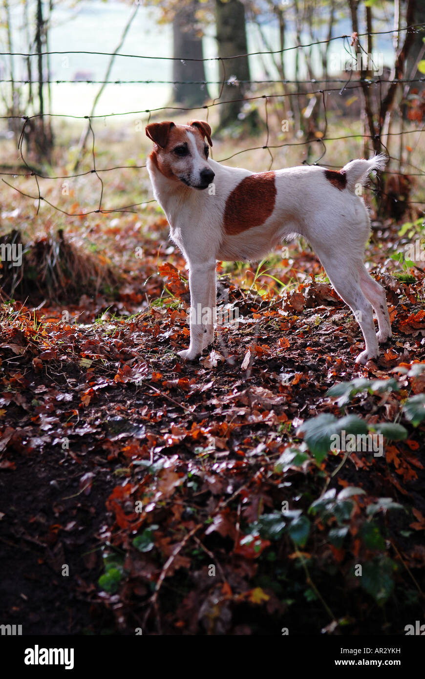 jack russell terrier in woodland Stock Photo - Alamy