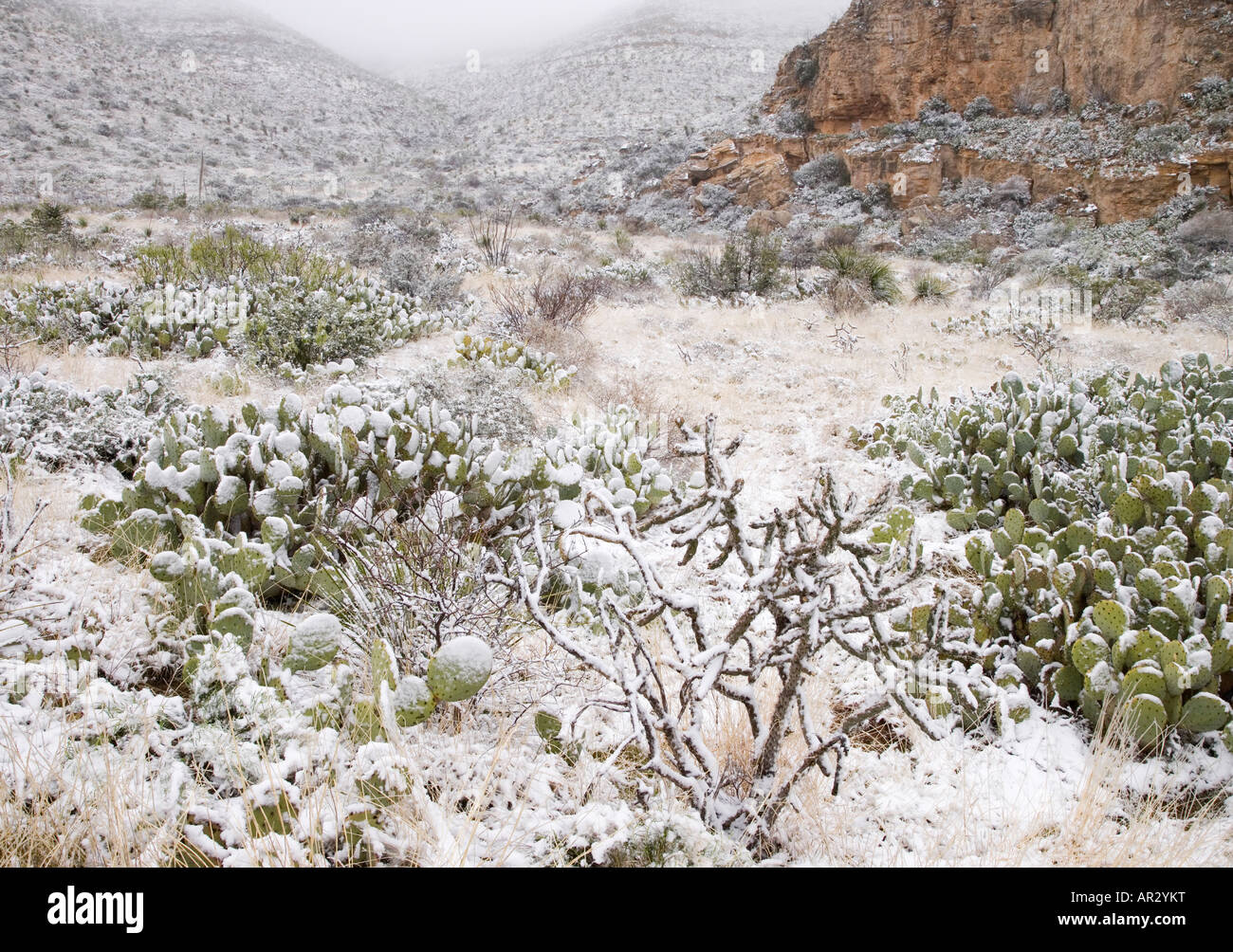 snow in Walnut Canyon, Carlsbad Caverns National Park, New Mexico USA ...