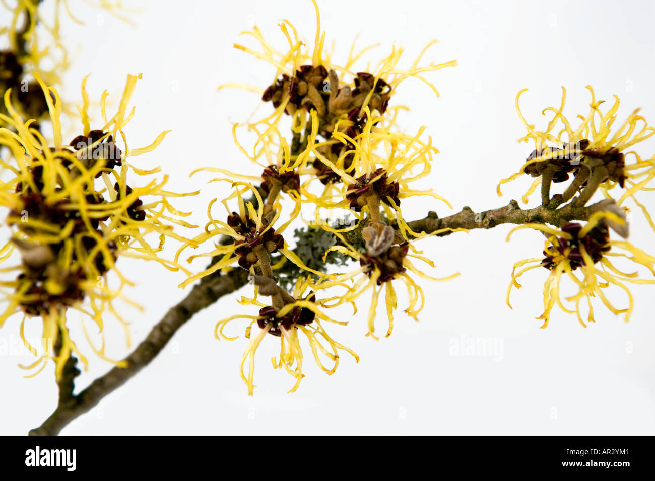 My name is hazel hi-res stock photography and images - Alamy