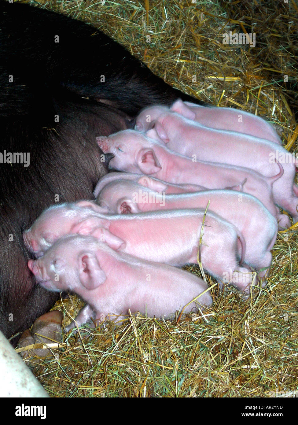 COMMON NAME: 5502 Piglets Stock Photo - Alamy