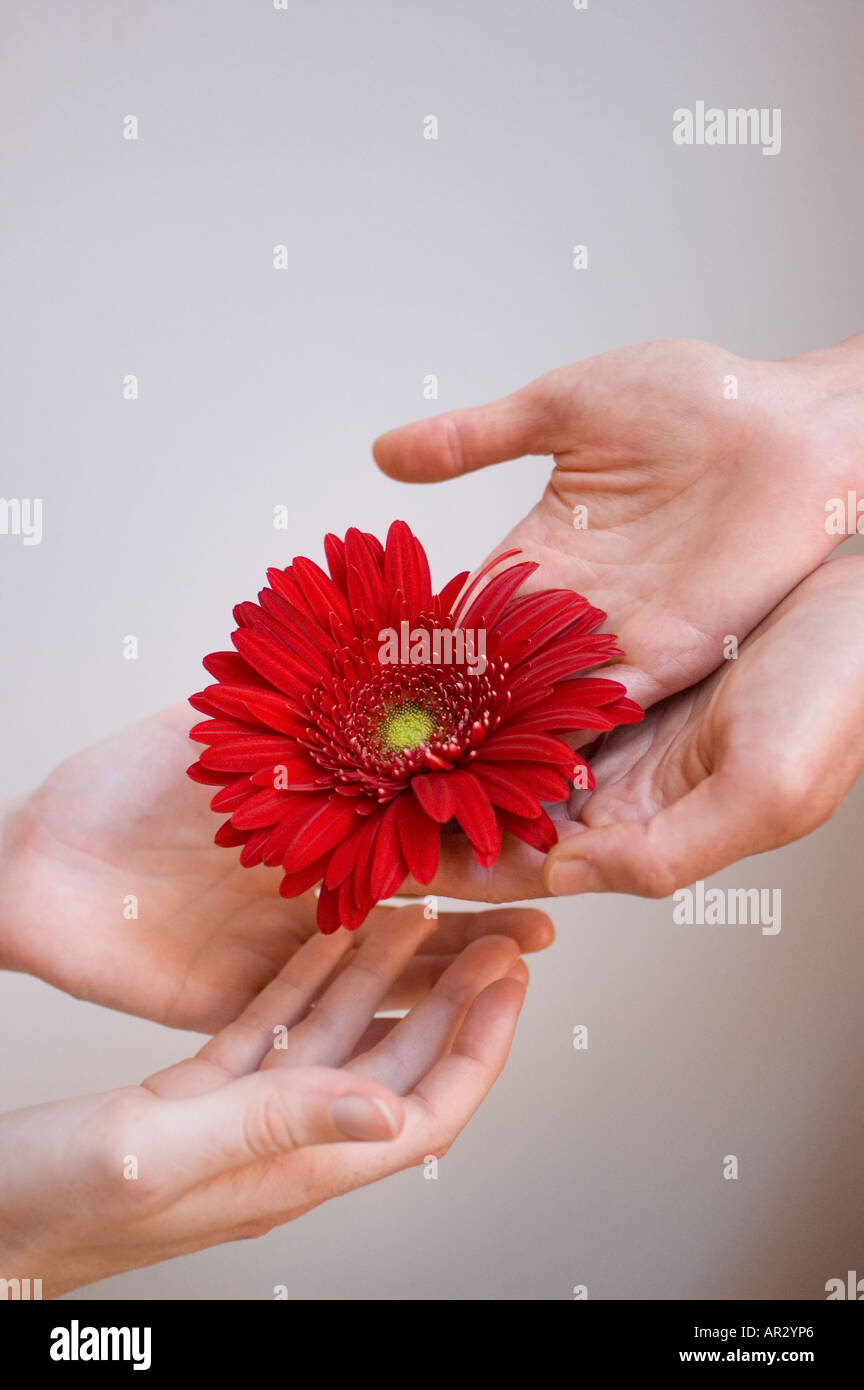 Hands offering and receiving flower Stock Photo - Alamy