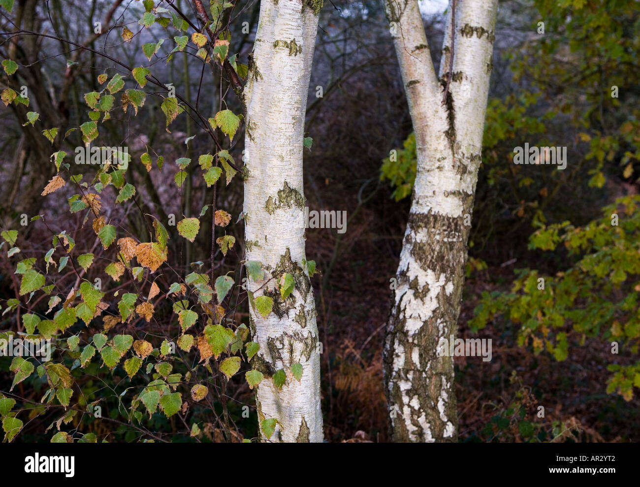 Two silver birch tree trunks with foliage Stock Photo - Alamy