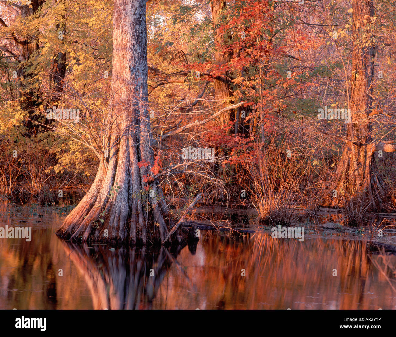 Baldcypress trees (Taxodium distichum) in Reelfoot Lake, Reelfoot Lake ...