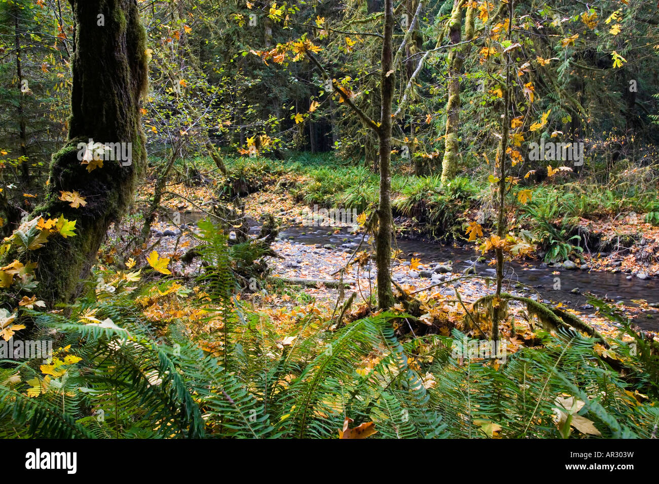Barnes Creek in old growth temperate rain forest, Olympic National Park ...