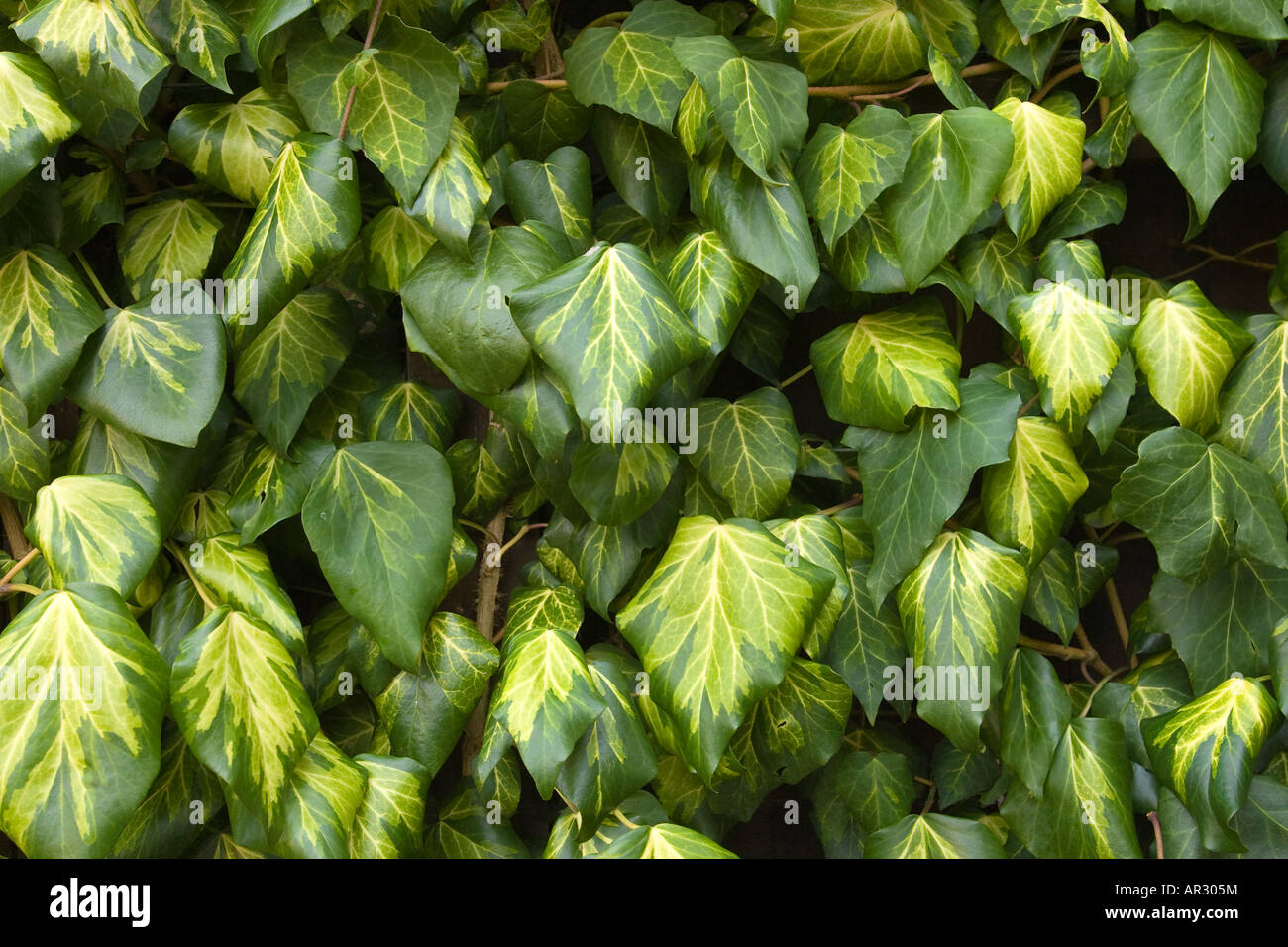 Hedera variegated ivy leaves Stock Photo - Alamy