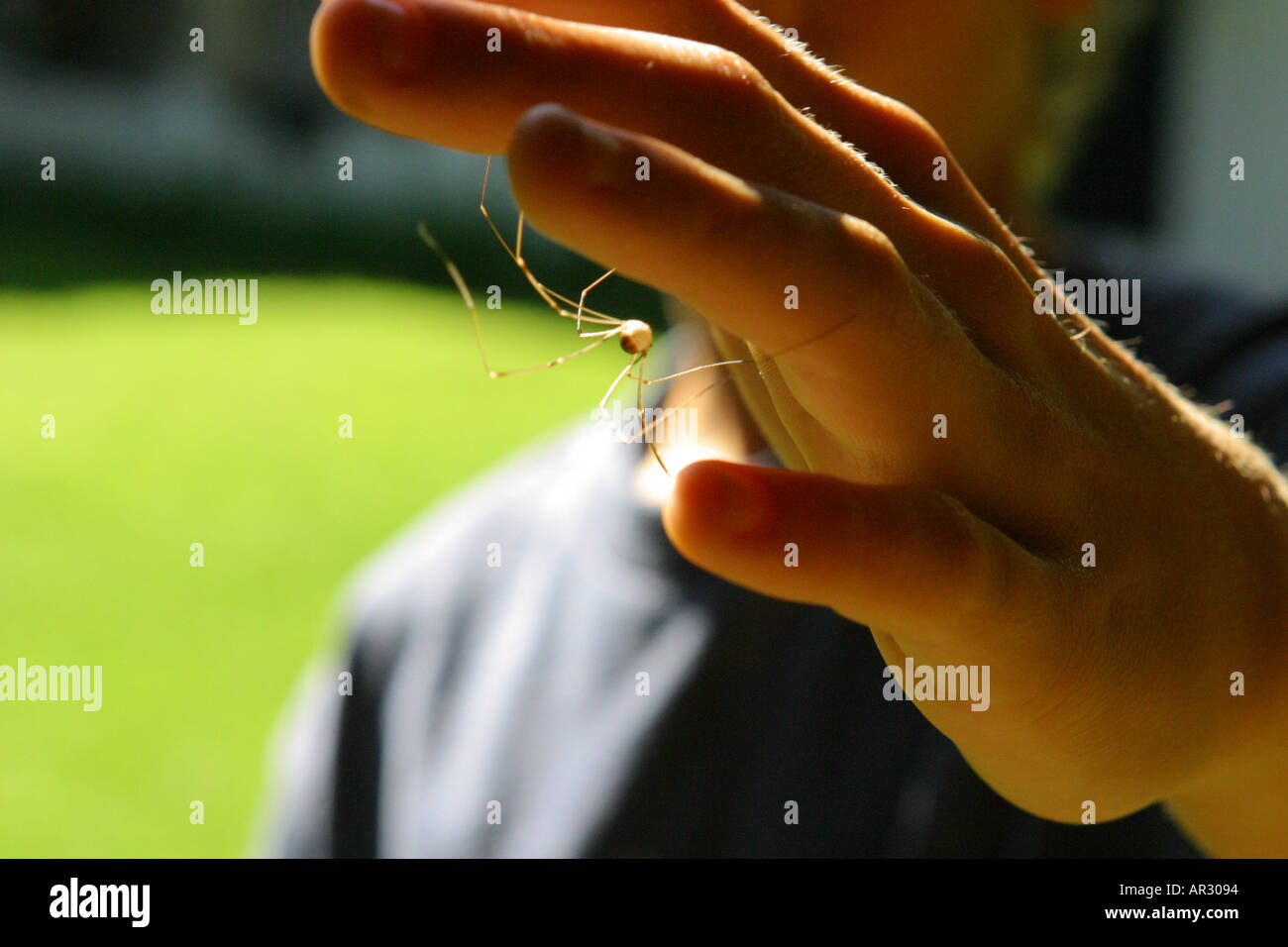 boy holding spider harvestman in front of friendly green background ...