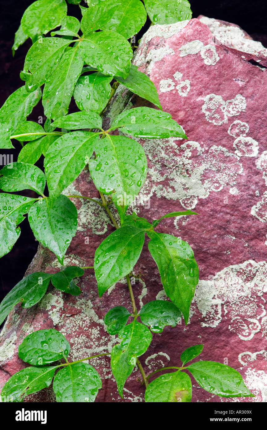 ivy on Baraboo quartzite, Devil's Lake State Park, Wisconsin USA Stock ...