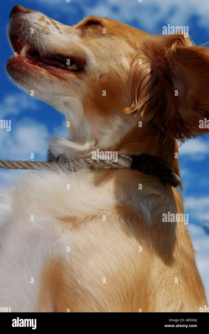 pic martin phelps 26 08 06 reporter nigel oare fun dog show floppy ...
