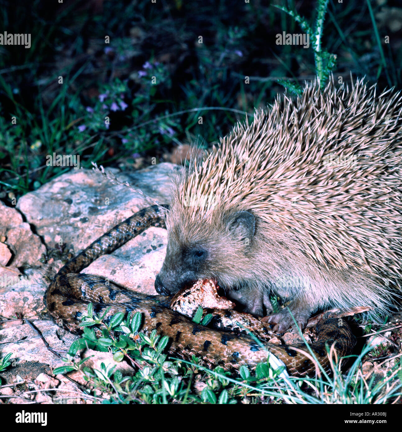 herisson d europe European Hedgehog Western Hedgehog Erinaceus ...