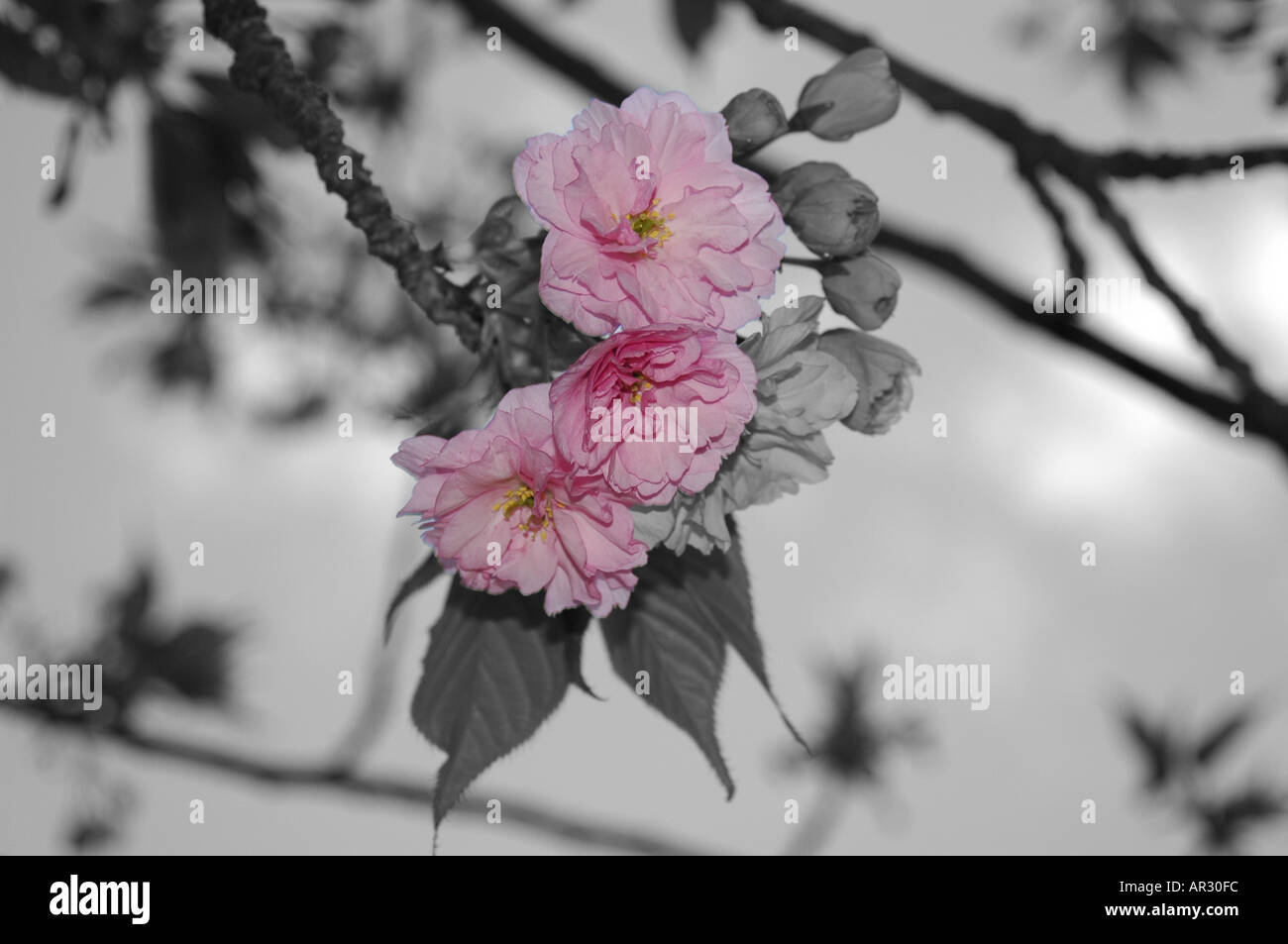 Tree Blossom in colour and mono Stock Photo - Alamy