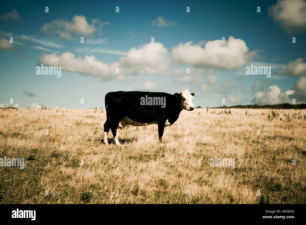Cow in a field Stock Photo - Alamy
