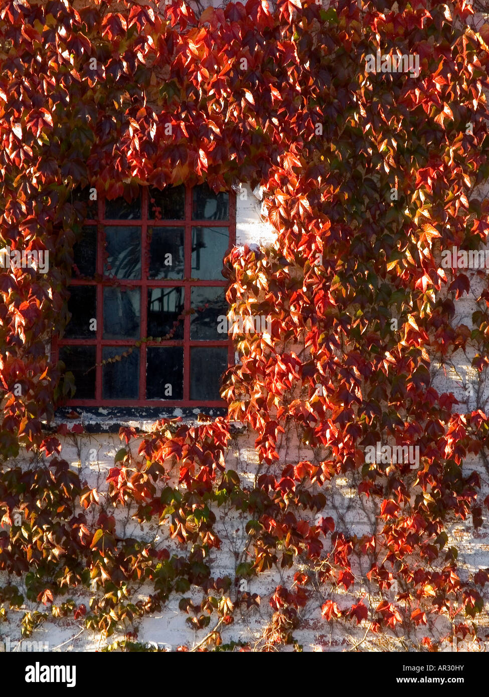 Wine plant with red autumn leaves climbing brick wall Jutland Denmark ...