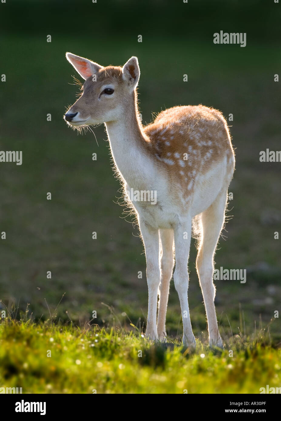 Large doe hi-res stock photography and images - Alamy