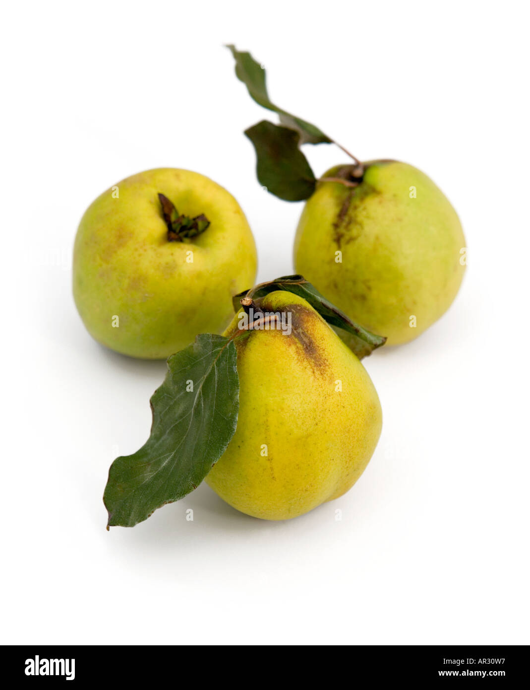 COMMON NAME Quince Stock Photo - Alamy