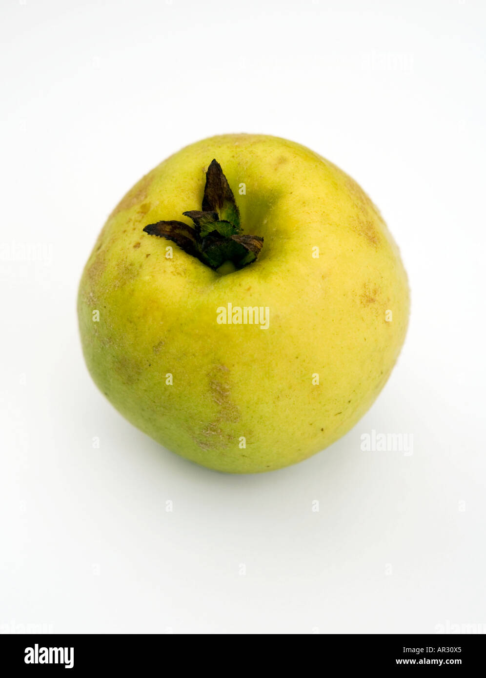COMMON NAME Quince Stock Photo - Alamy