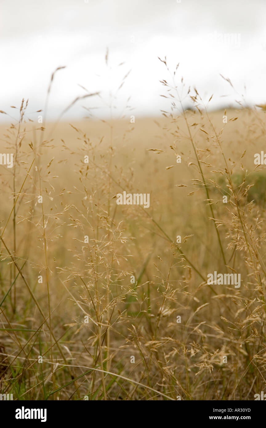 Dry grass field uk summer hi-res stock photography and images - Alamy