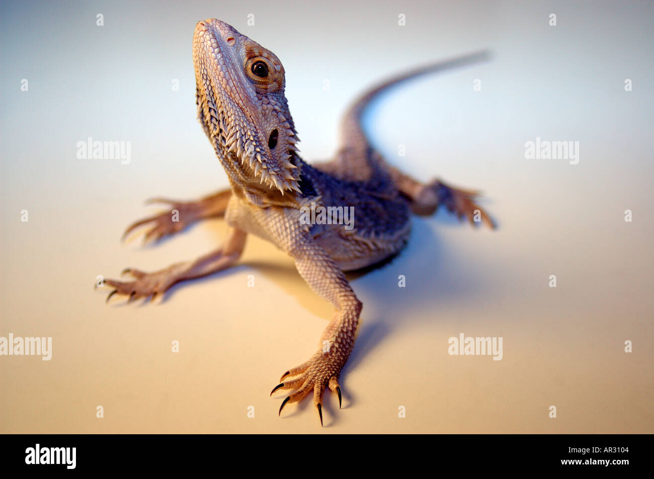 Bearded monster hi-res stock photography and images - Alamy
