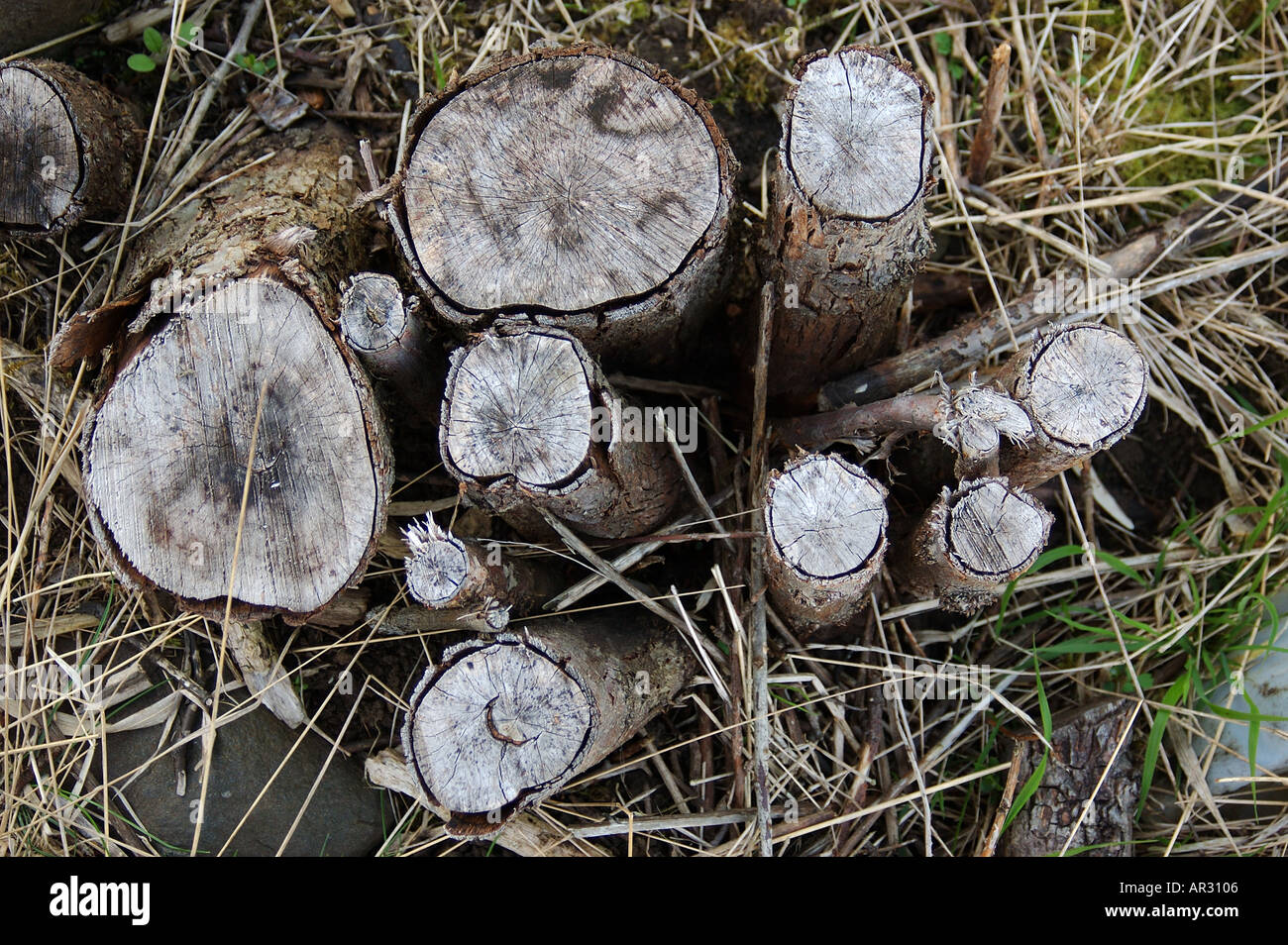 Tree stumps shot in a nature woodland Stock Photo - Alamy