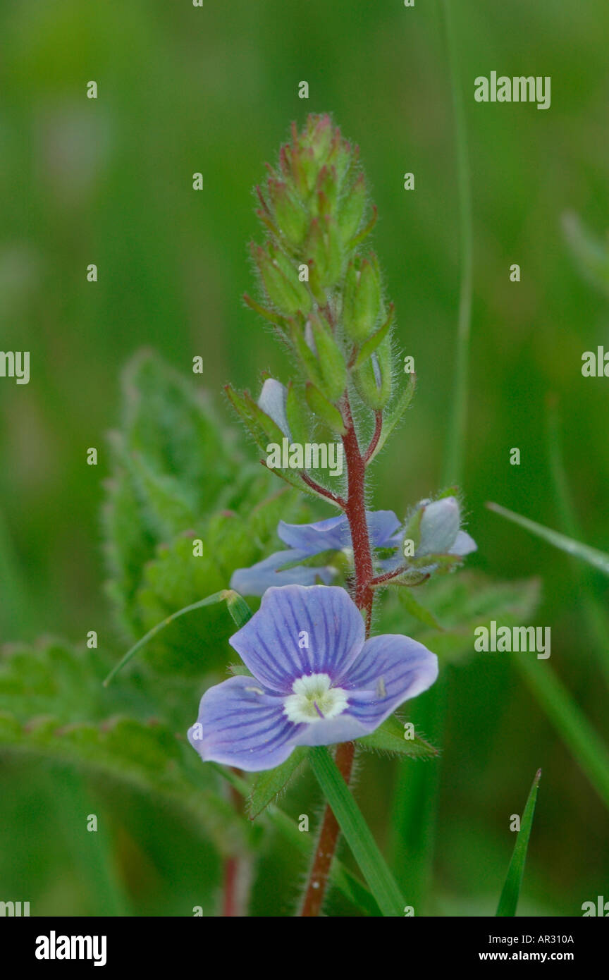 Germander speedwell veronica chamaedrys hi-res stock photography and ...