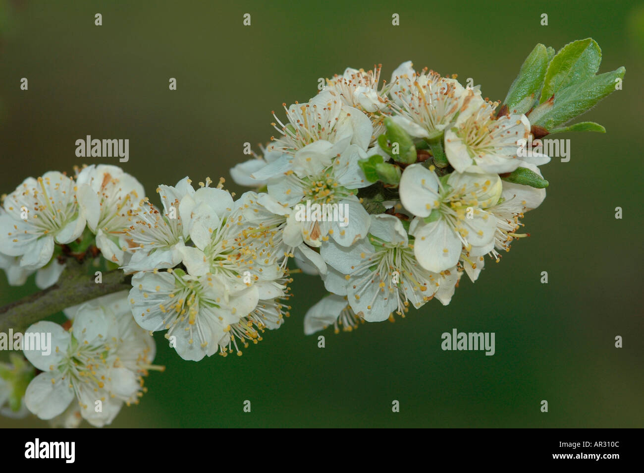 Wild Plum Prunus domestica flowers Stock Photo - Alamy