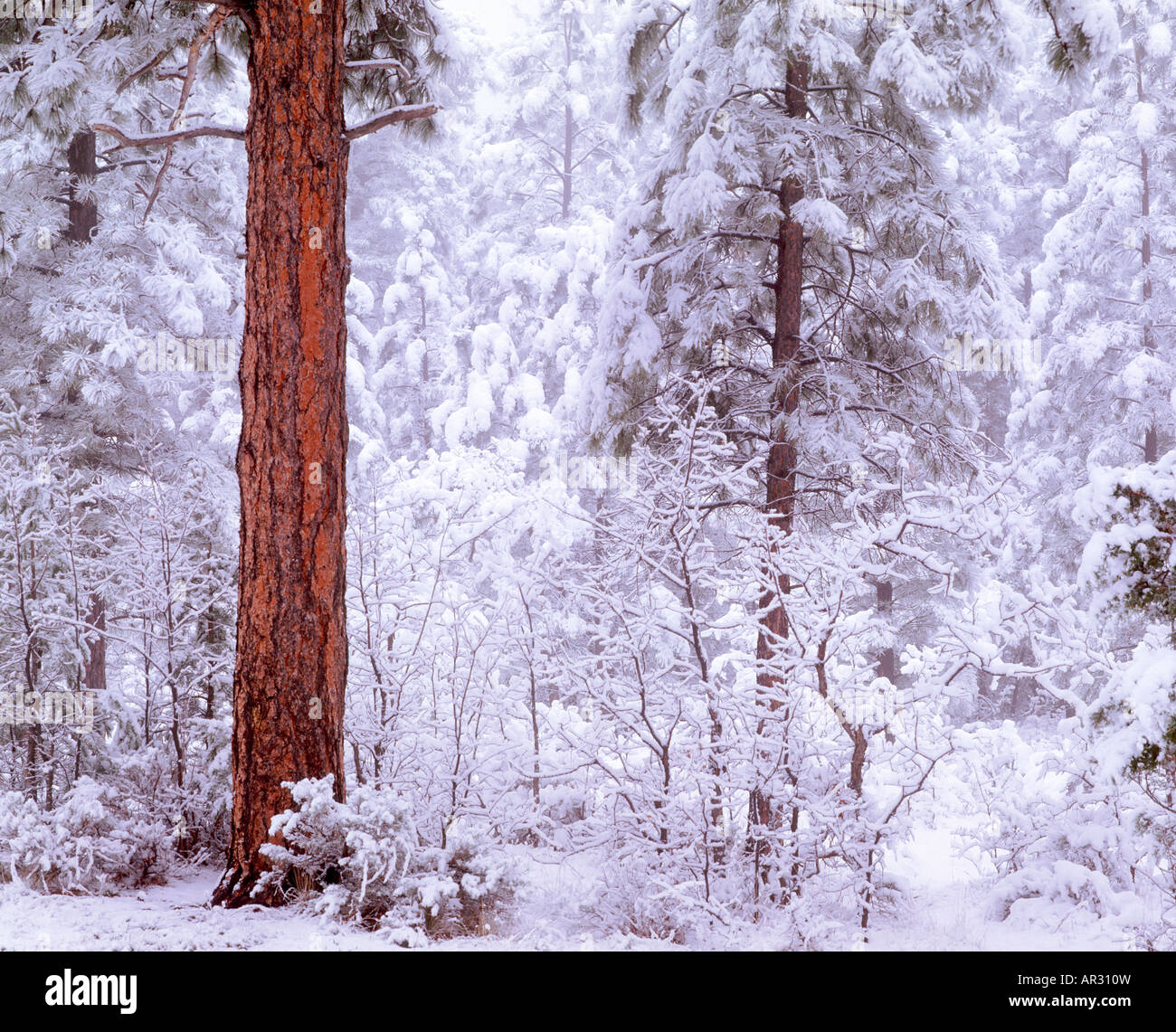 Ponderosa Pine Tree Snow