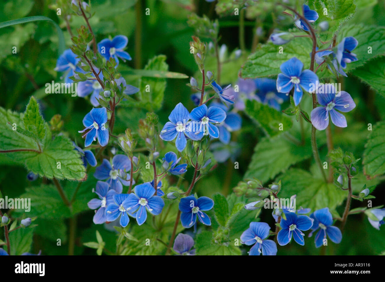 Germander speedwell veronica chamaedrys hi-res stock photography and ...