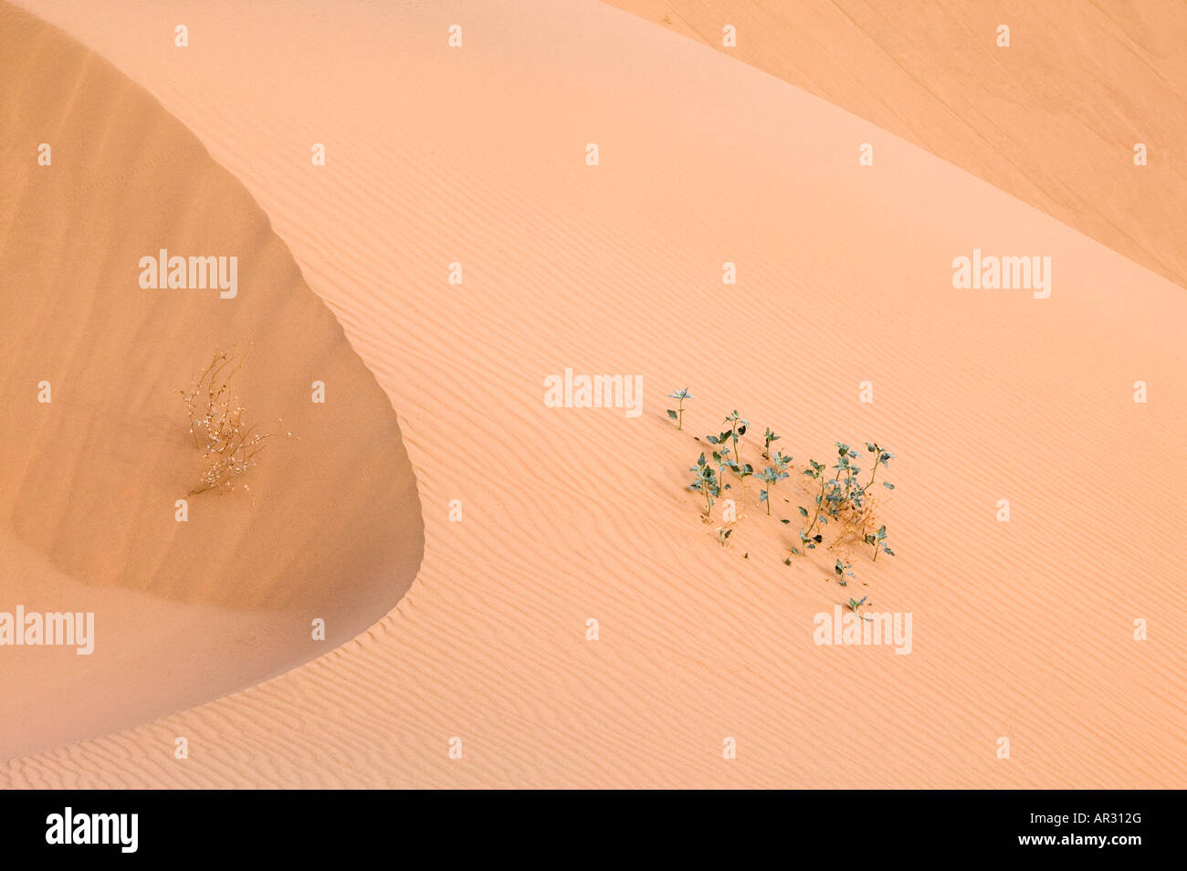 Imperial Sand Dunes, North Algodones Wilderness, California USA Stock ...