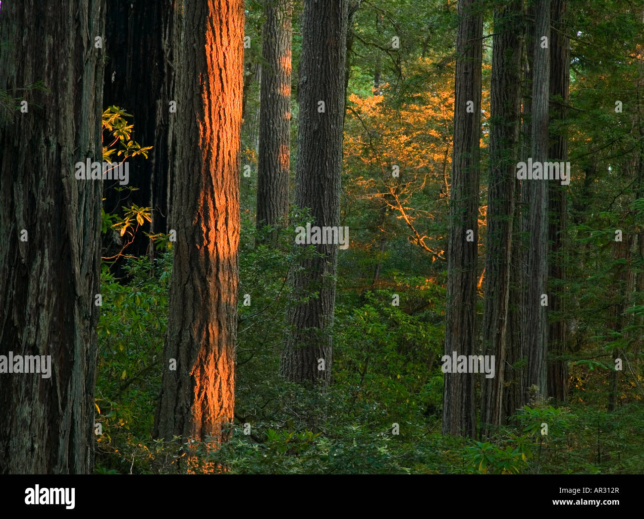 redwood trees in Lady Bird Johnson Grove, Redwood National Park ...