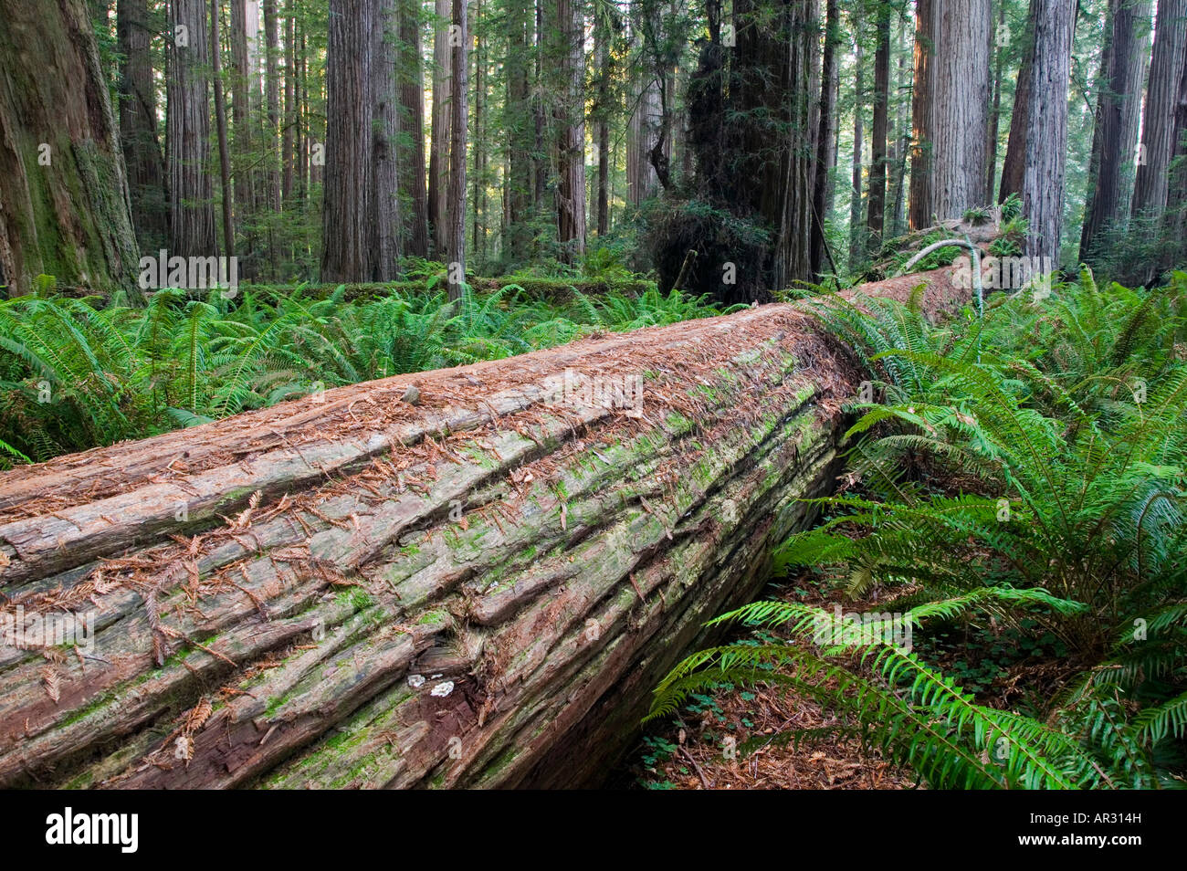 fallen redwood tree in Stout Grove, Jedediah Smith Redwoods State Park ...